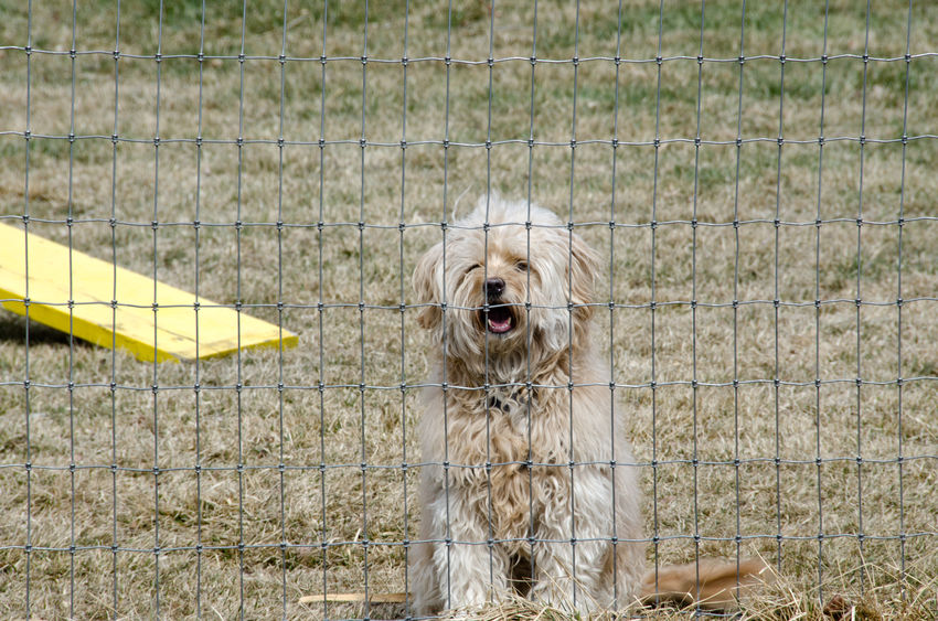 Secure Field Hire – Put A Smile On Your Dog's Face