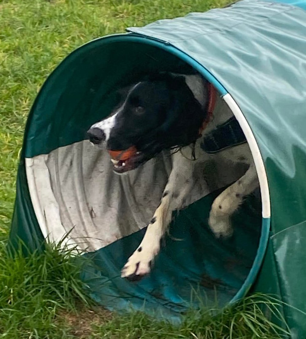 Secure Field Hire – Put A Smile On Your Dog's Face