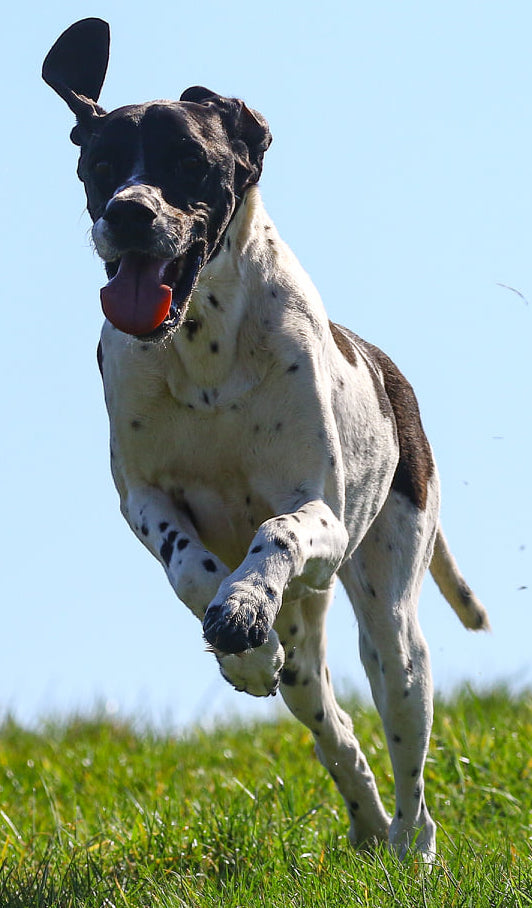 The Fields – Secure Field Hire